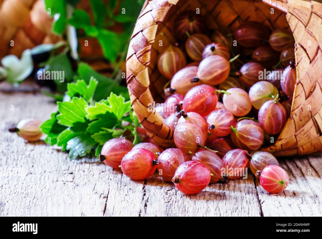 Groseille rose mûre, versée dans un panier en osier, arrière-plan en ...