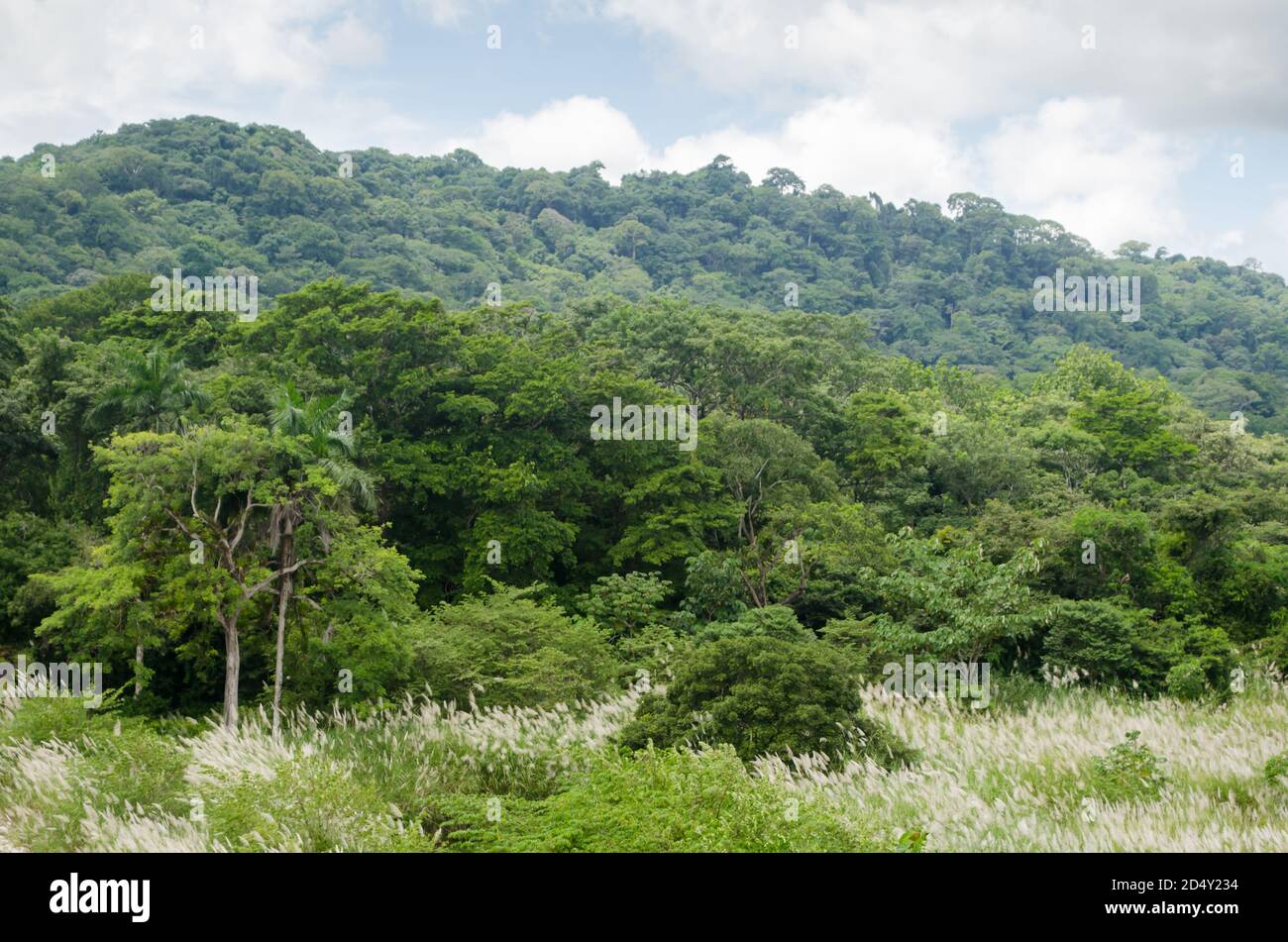 Bosque panama Banque de photographies et d’images à haute résolution ...