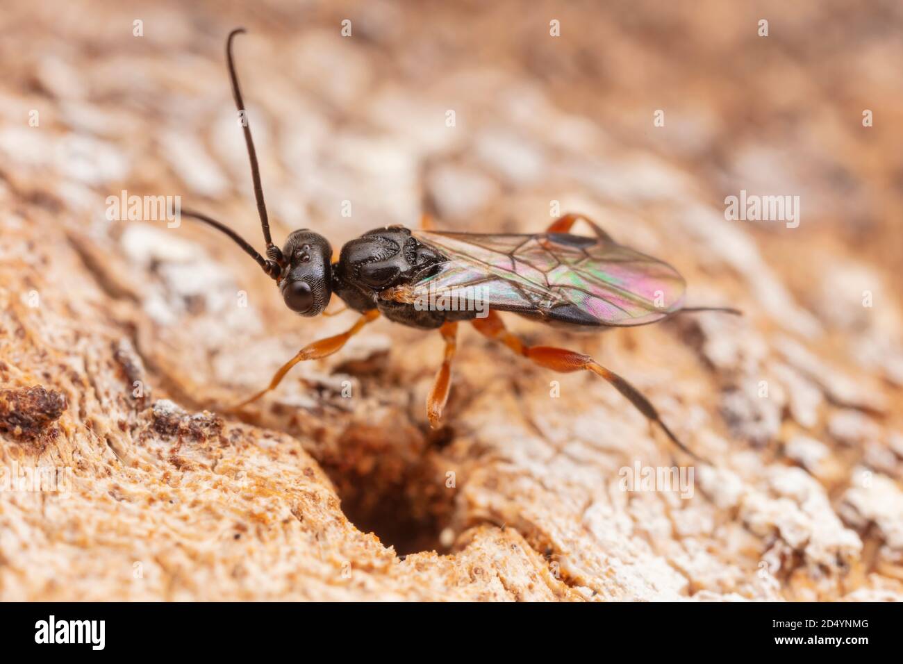 Braconid wasps braconidae Banque de photographies et d’images à haute ...