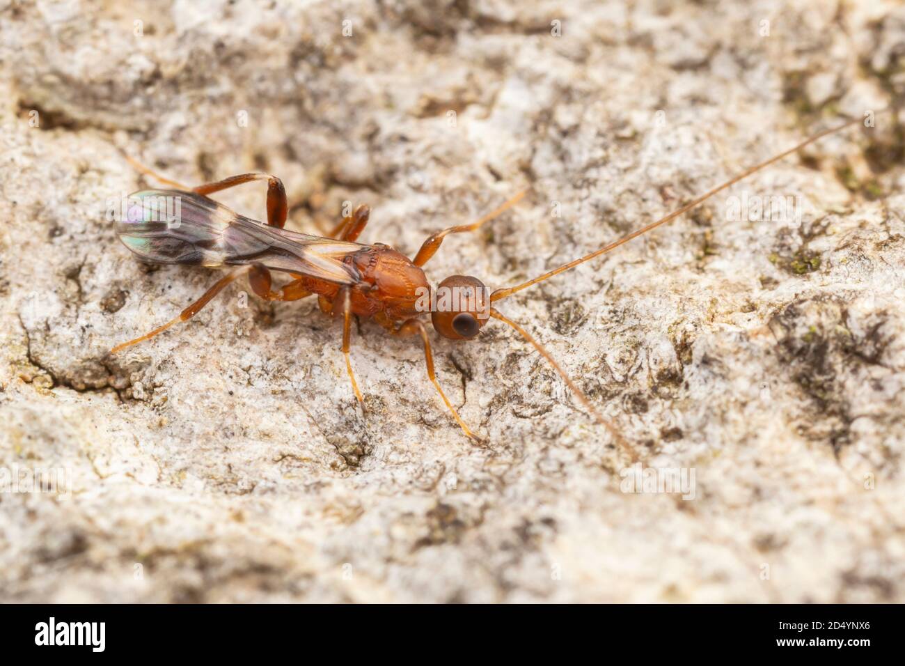 Braconid Wasps Braconidae Banque d'image et photos - Alamy
