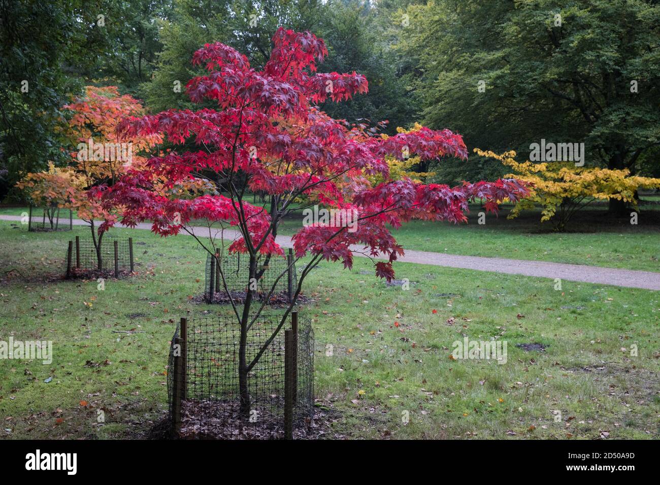 Acer palmatum edna bergman Banque de photographies et d’images à haute ...