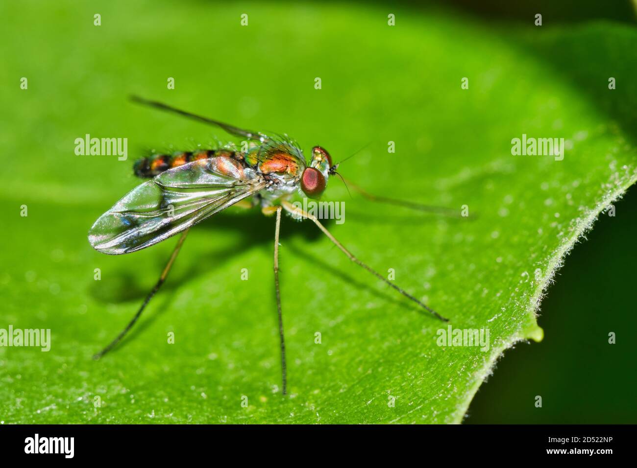 Insecte à longues pattes Banque de photographies et d’images à haute ...