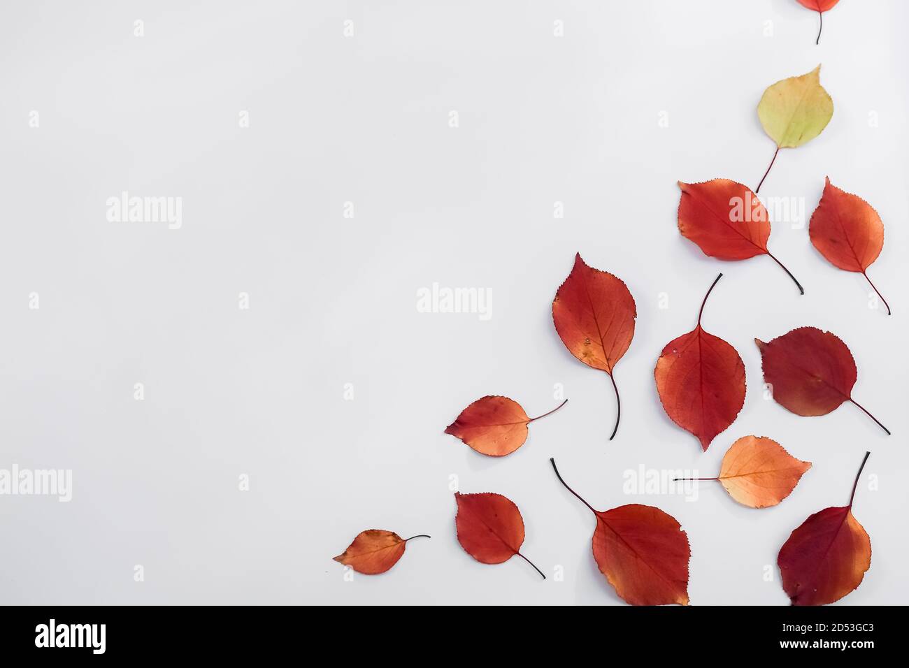 Feuilles Rouges Sur Fond Blanc Banque d'image et photos - Alamy