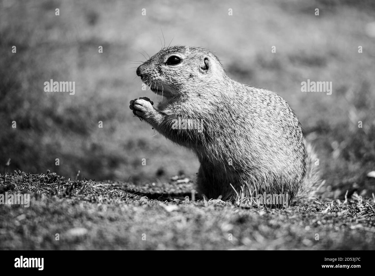 Écureuil terrestre européen, Spermophilus citellus, alias Souslik ...