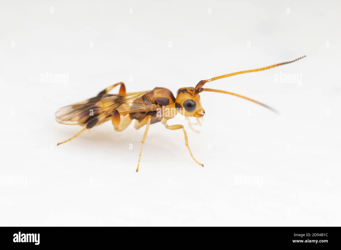Braconid wasp Banque de photographies et d’images à haute résolution ...