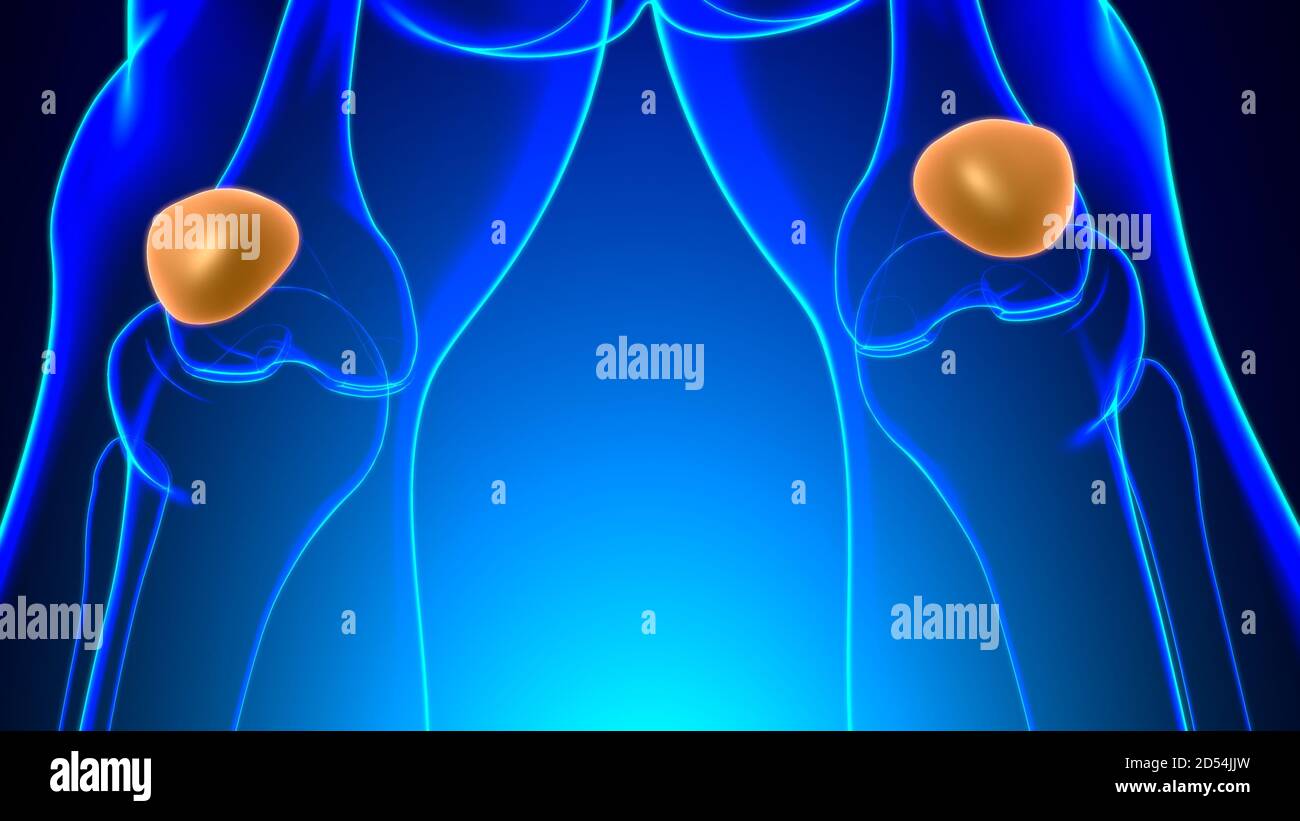 Anatomie du squelette humain rotule OS 3D Rendering for Medical concept ...