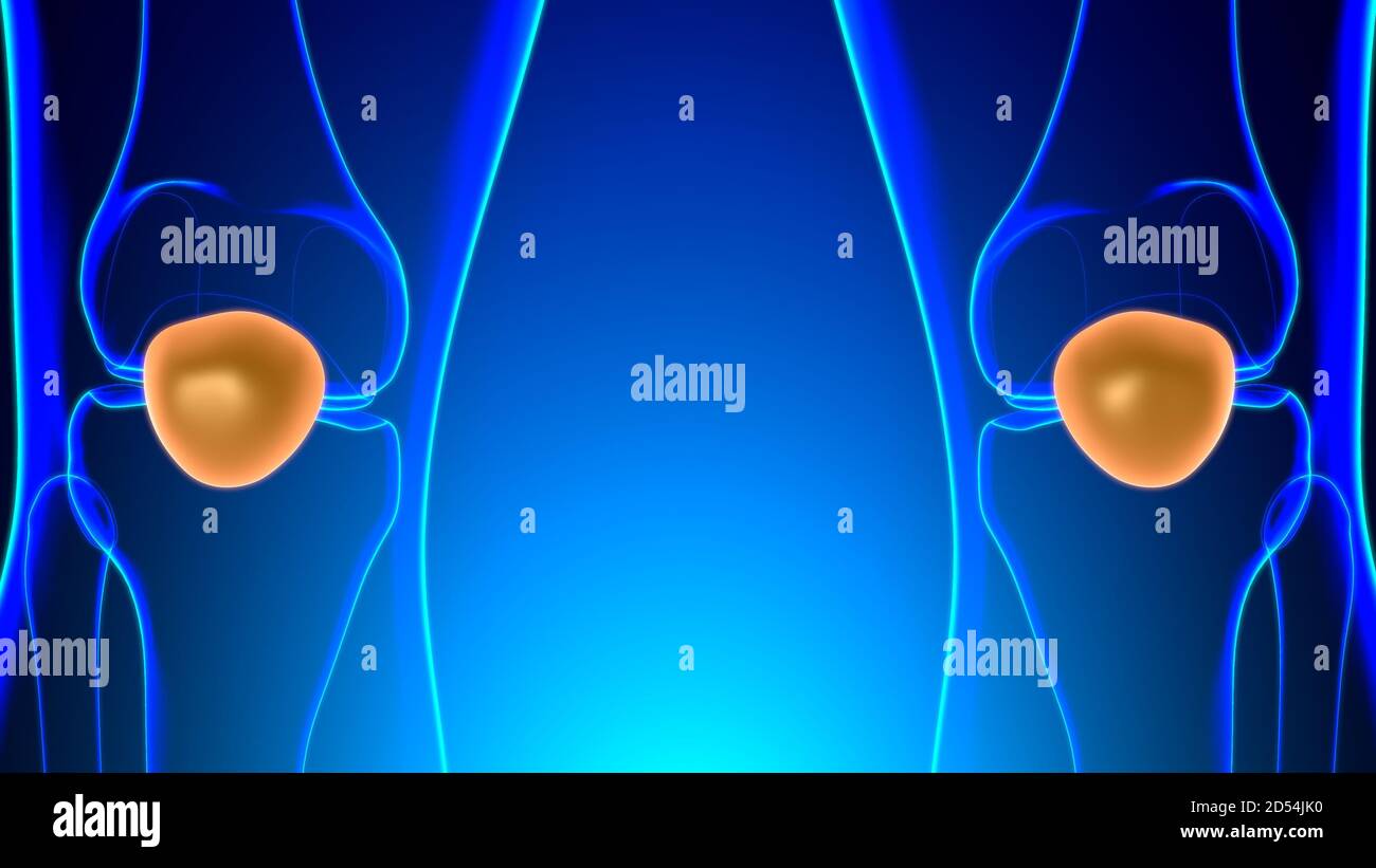 Anatomie du squelette humain rotule OS 3D Rendering for Medical concept ...