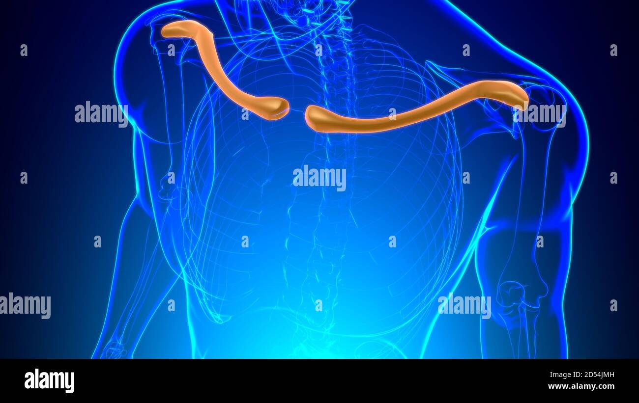 Squelette humain anatomie clavicule os 3D Rendering for Medical concept ...