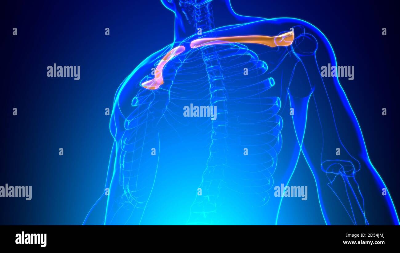 Squelette humain anatomie clavicule os 3D Rendering for Medical concept ...