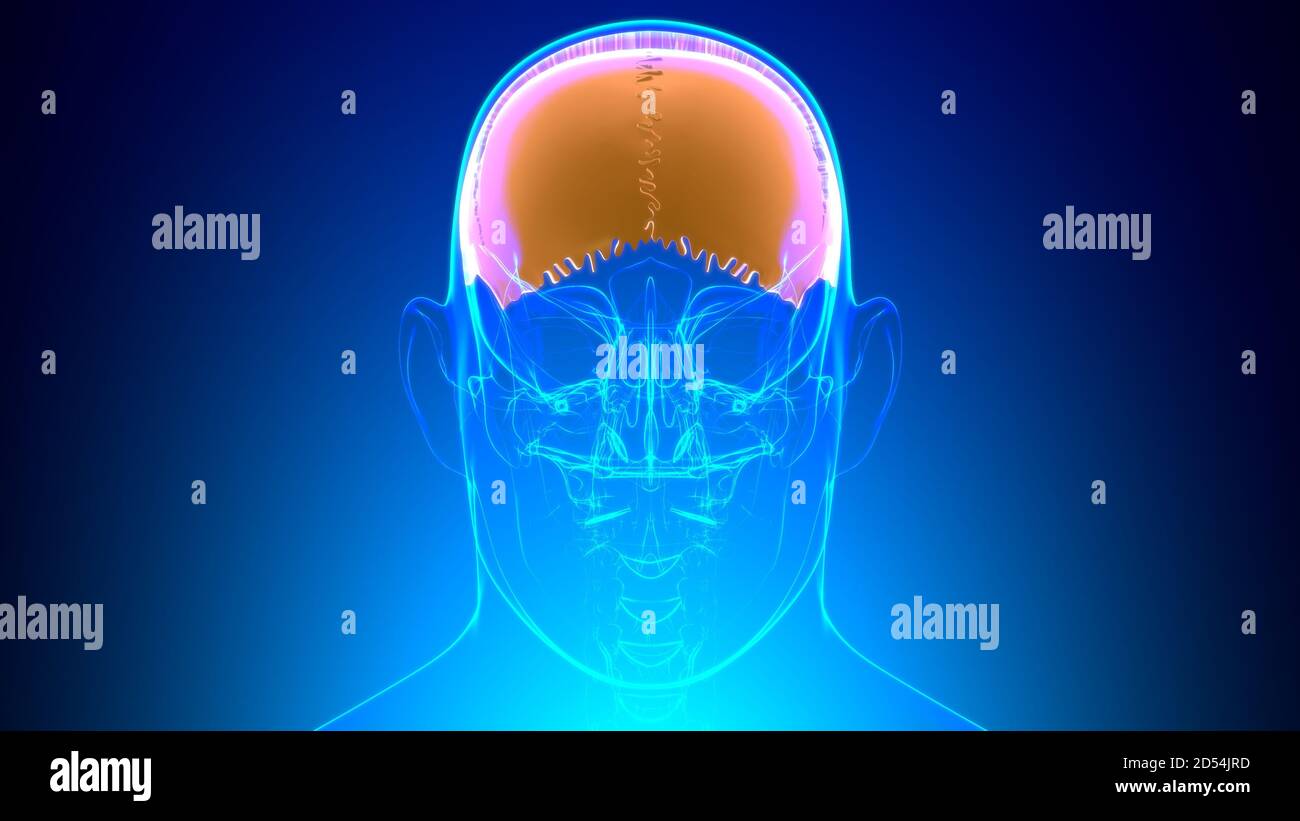 Squelette humain crâne pariétal OS Anatomie pour le concept médical ...