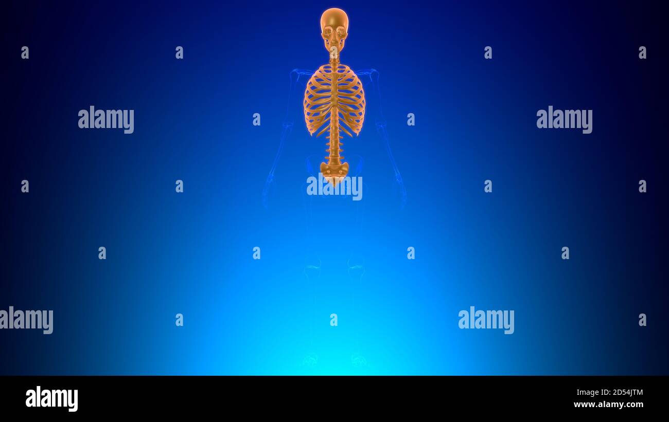 Squelette humain squelette axial Anatomie 3D Illustration Photo Stock ...