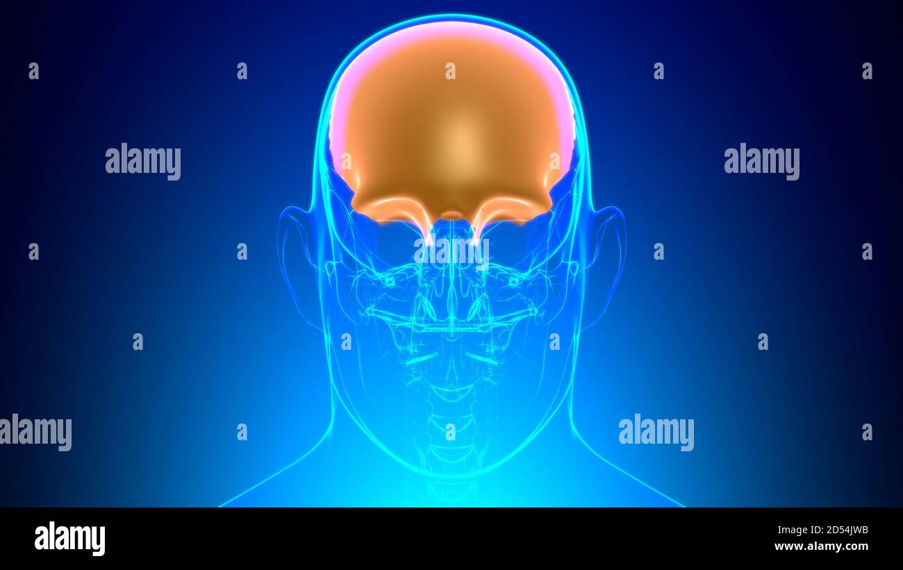 Squelette humain crâne Anatomie osseuse frontale pour le concept ...
