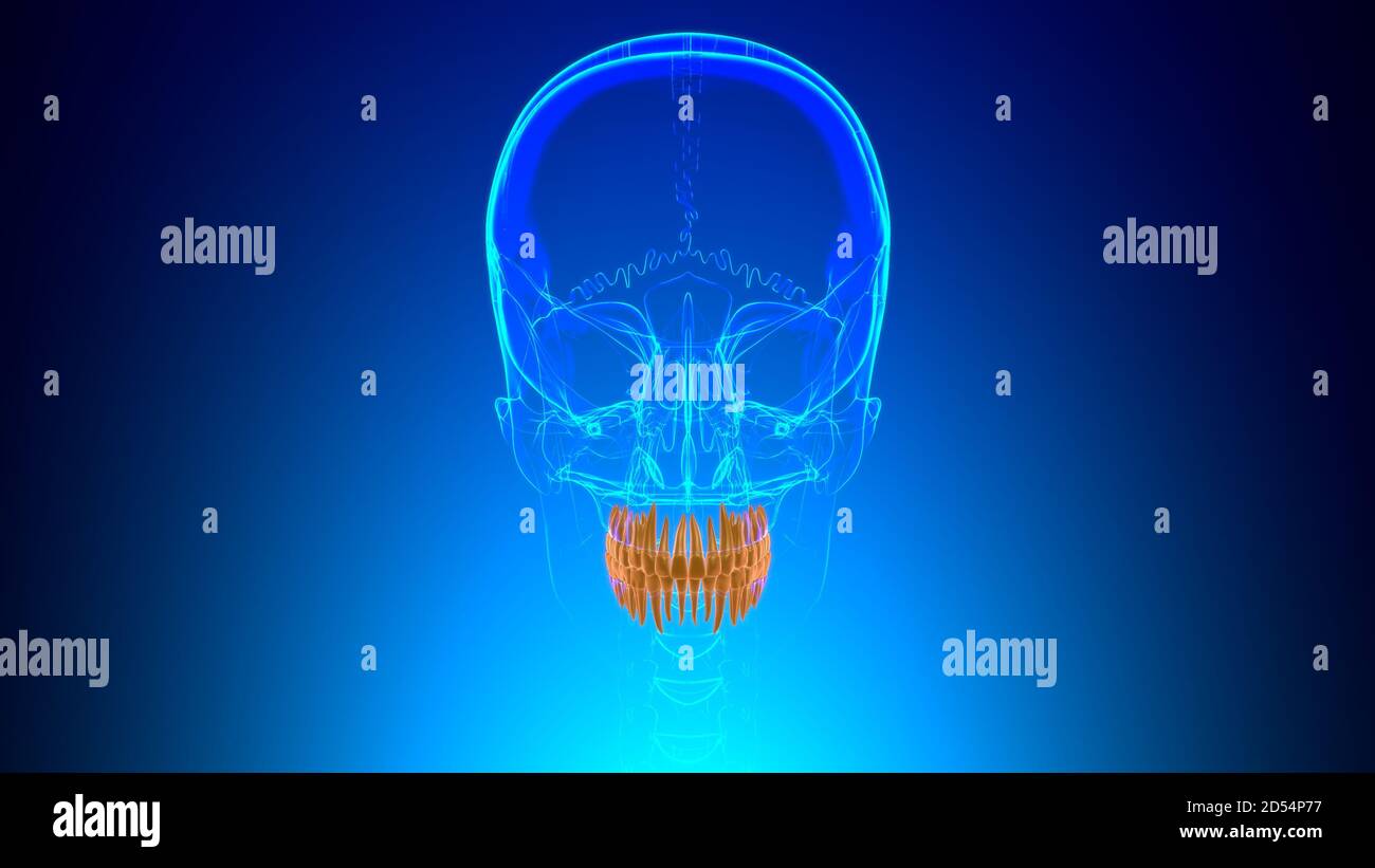 Anatomie des dents humaines Illustration 3D pour le concept médical ...