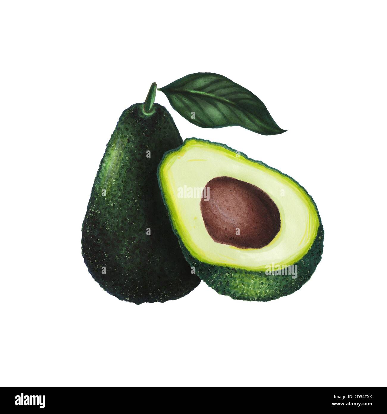 Avocat entier avec feuille isolée sur fond blanc. Dessin de la main de ...