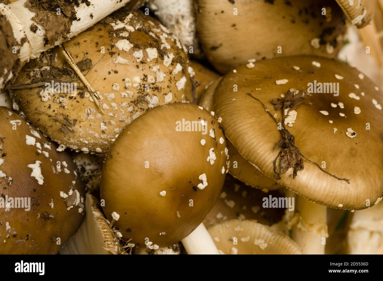 Champignons amanita phalloides Banque de photographies et d’images à ...