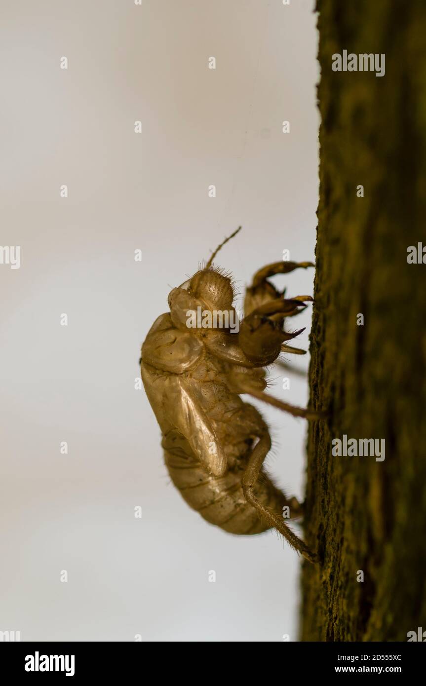 Cuticule d'insecte Banque de photographies et d’images à haute ...