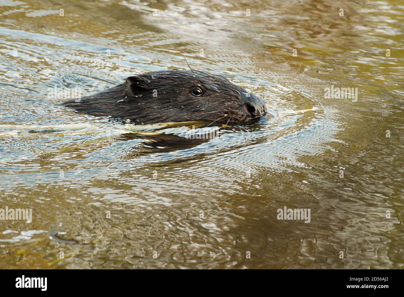 Poissons castors Banque de photographies et d’images à haute résolution ...