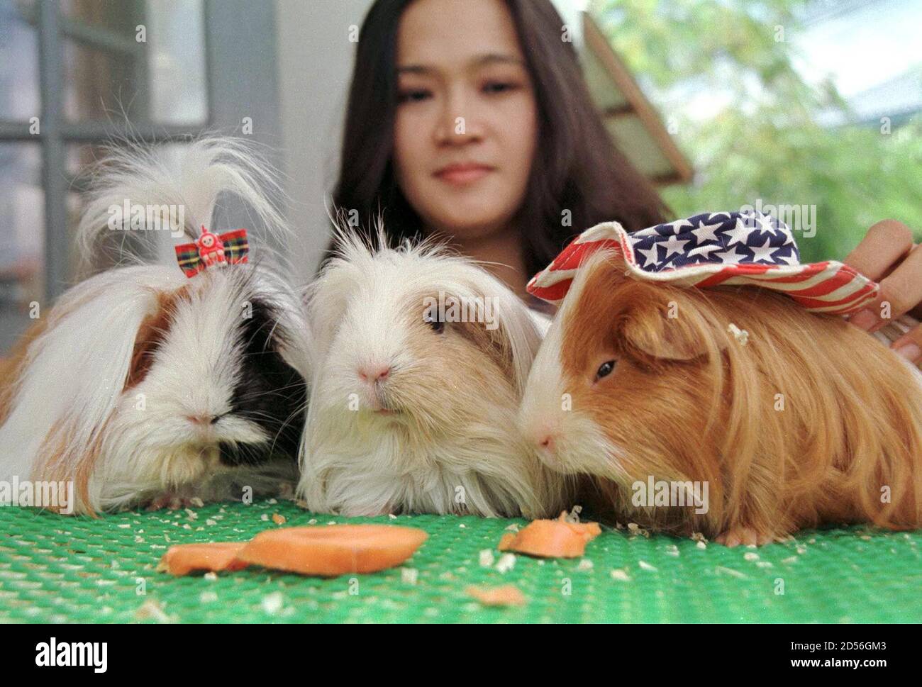 Accouplement des porcs Banque de photographies et d’images à haute ...