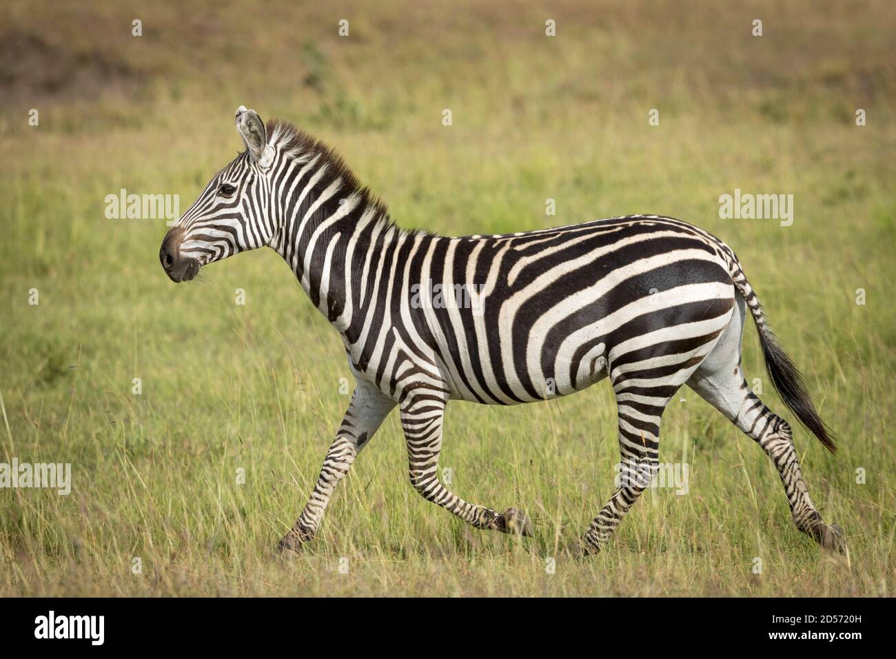 Parc masai mara Banque de photographies et d’images à haute résolution ...