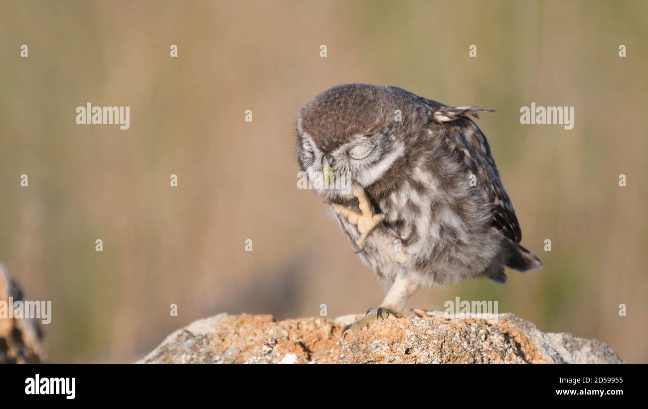 Se tient sur une patte Banque de photographies et d’images à haute ...