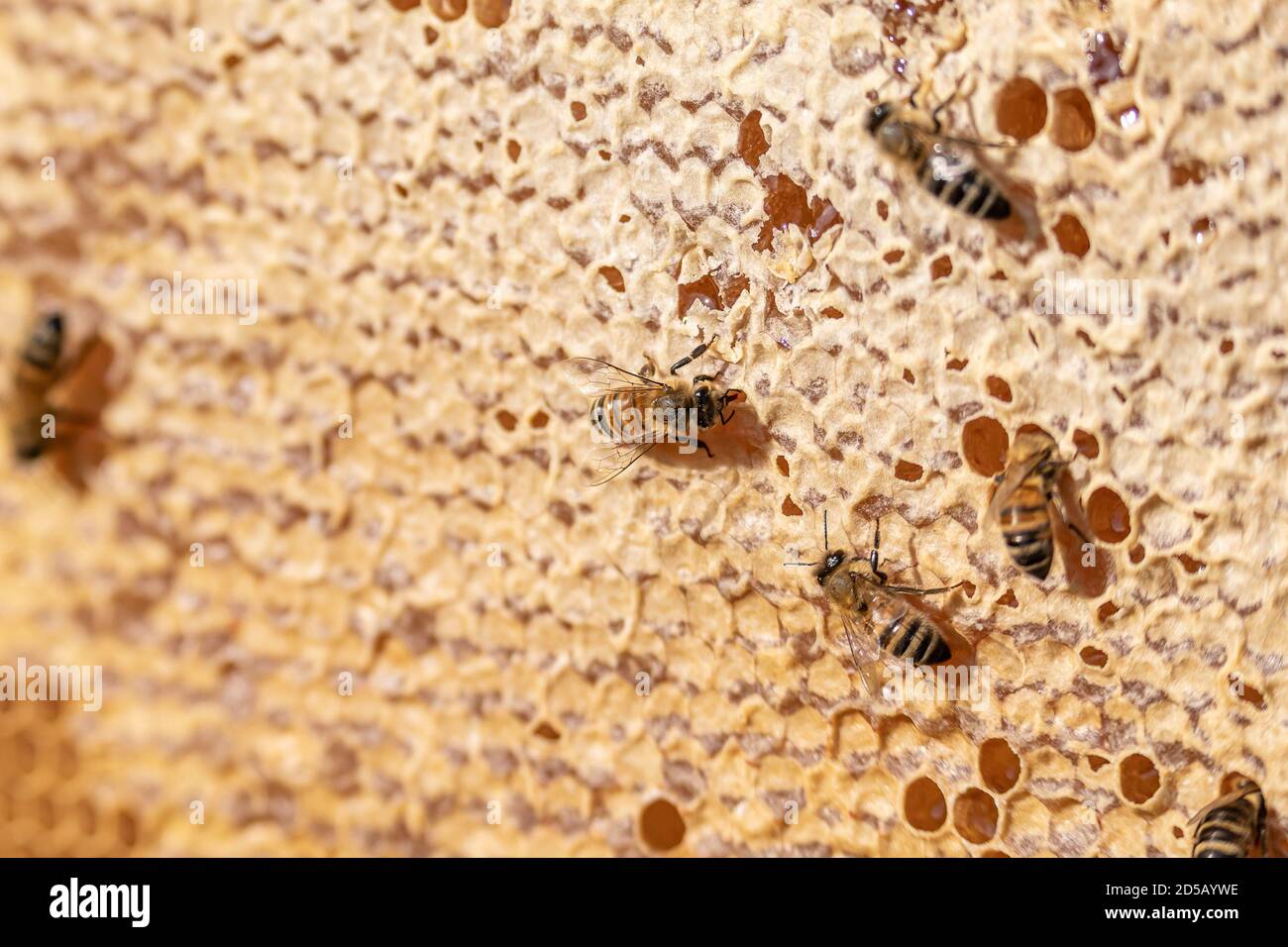 gros plan des abeilles sur le cadre en nid d'abeille fermé avec de la ...