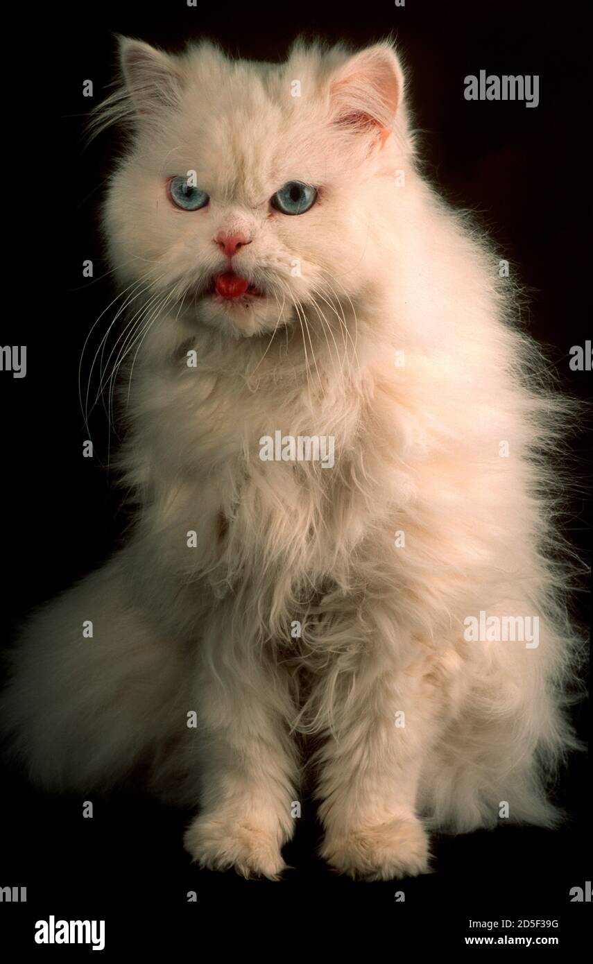 Angry cat white background Banque de photographies et d’images à haute ...