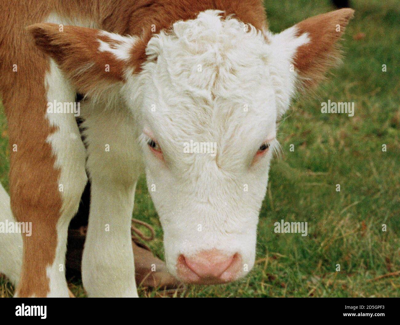 Veau en train de naître Banque de photographies et d’images à haute ...