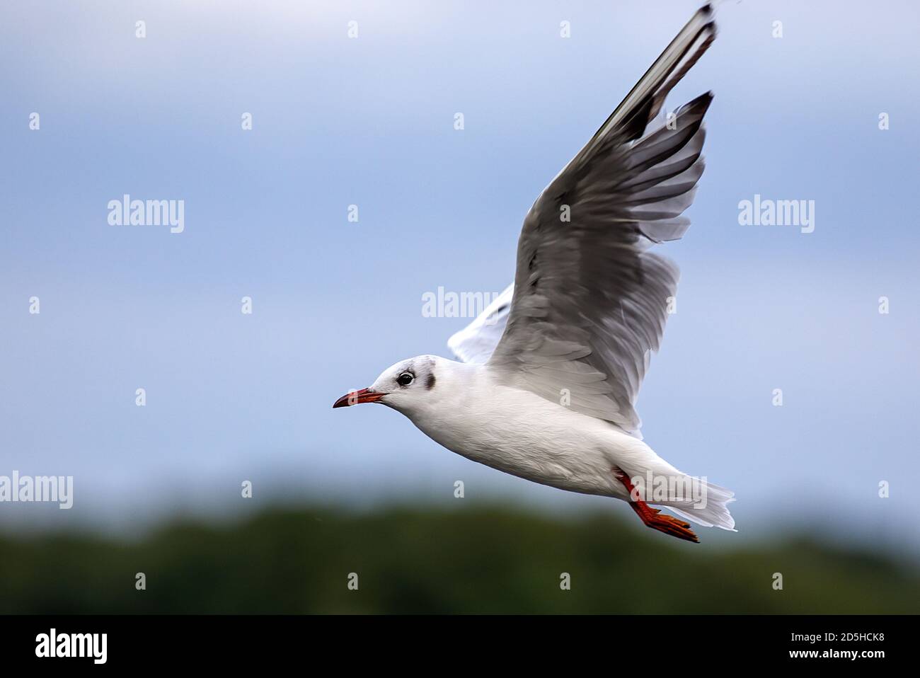 Mouettes en vol Banque de photographies et d’images à haute résolution ...
