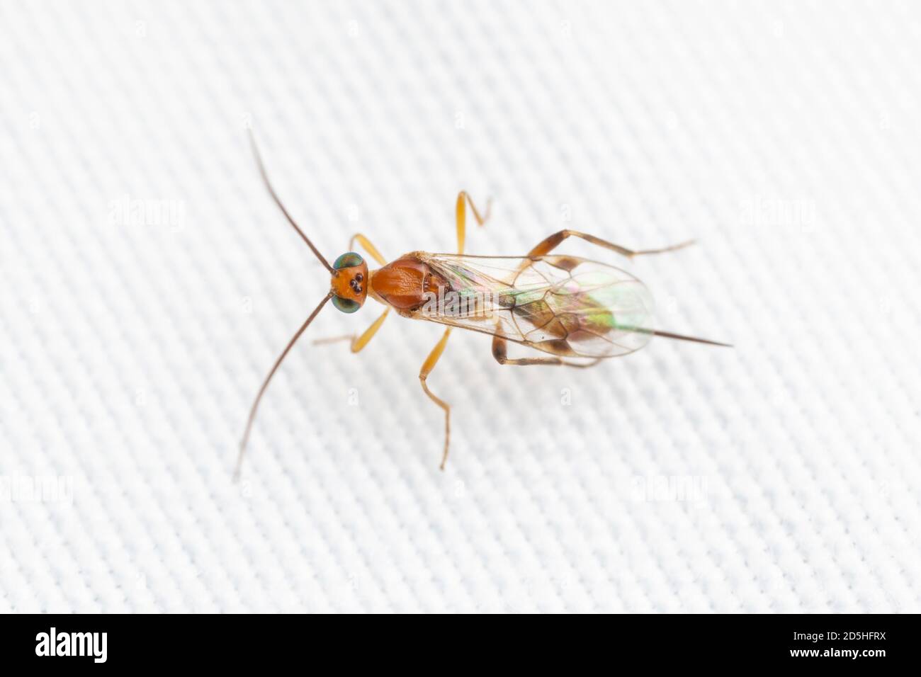 Braconid Wasps Braconidae Banque d'image et photos - Alamy