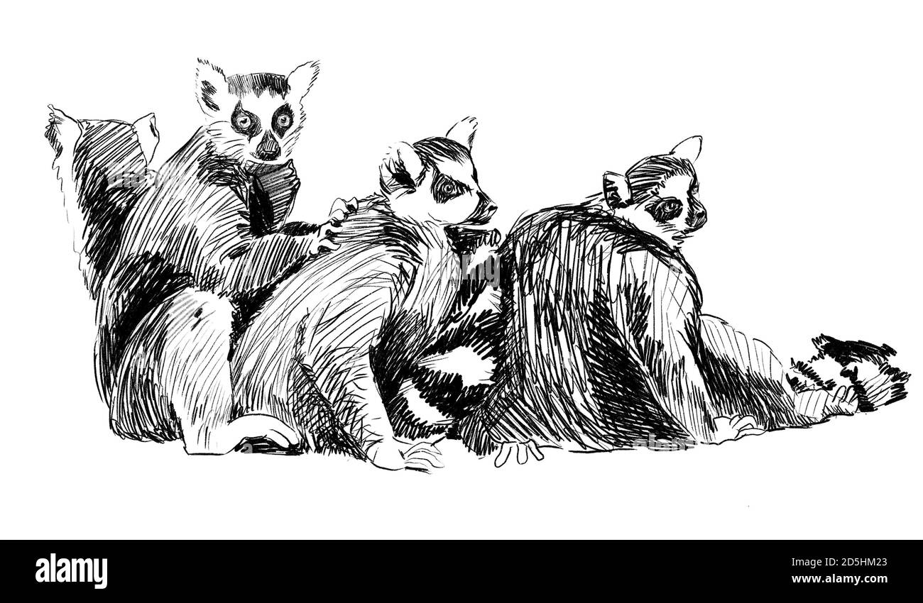 Lémuriens de madagascar Banque d'images détourées - Alamy