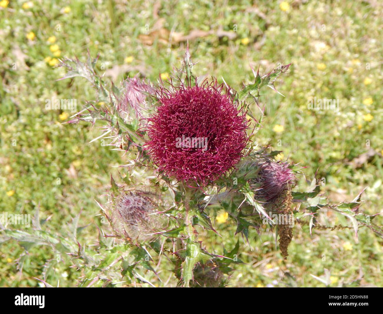 Chardon weed fleur sauvage Banque de photographies et d’images à haute ...