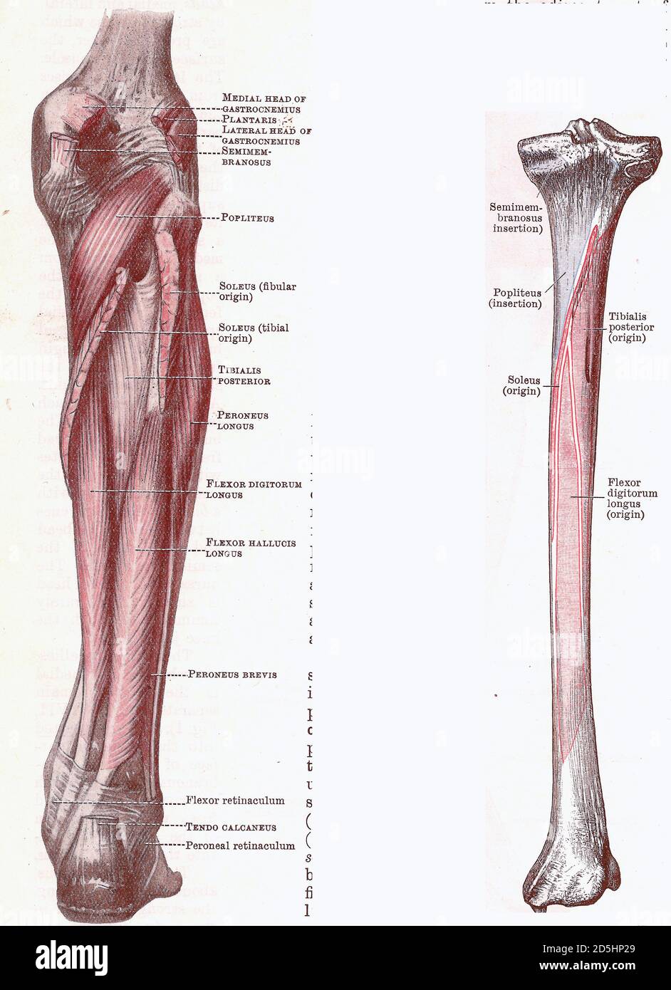 La dissection de la jambe, les muscles et les pièces jointes, à partir ...
