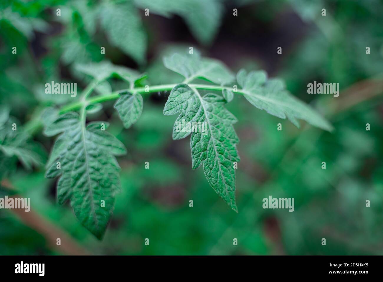 Une tomate fleurie Banque de photographies et d’images à haute ...