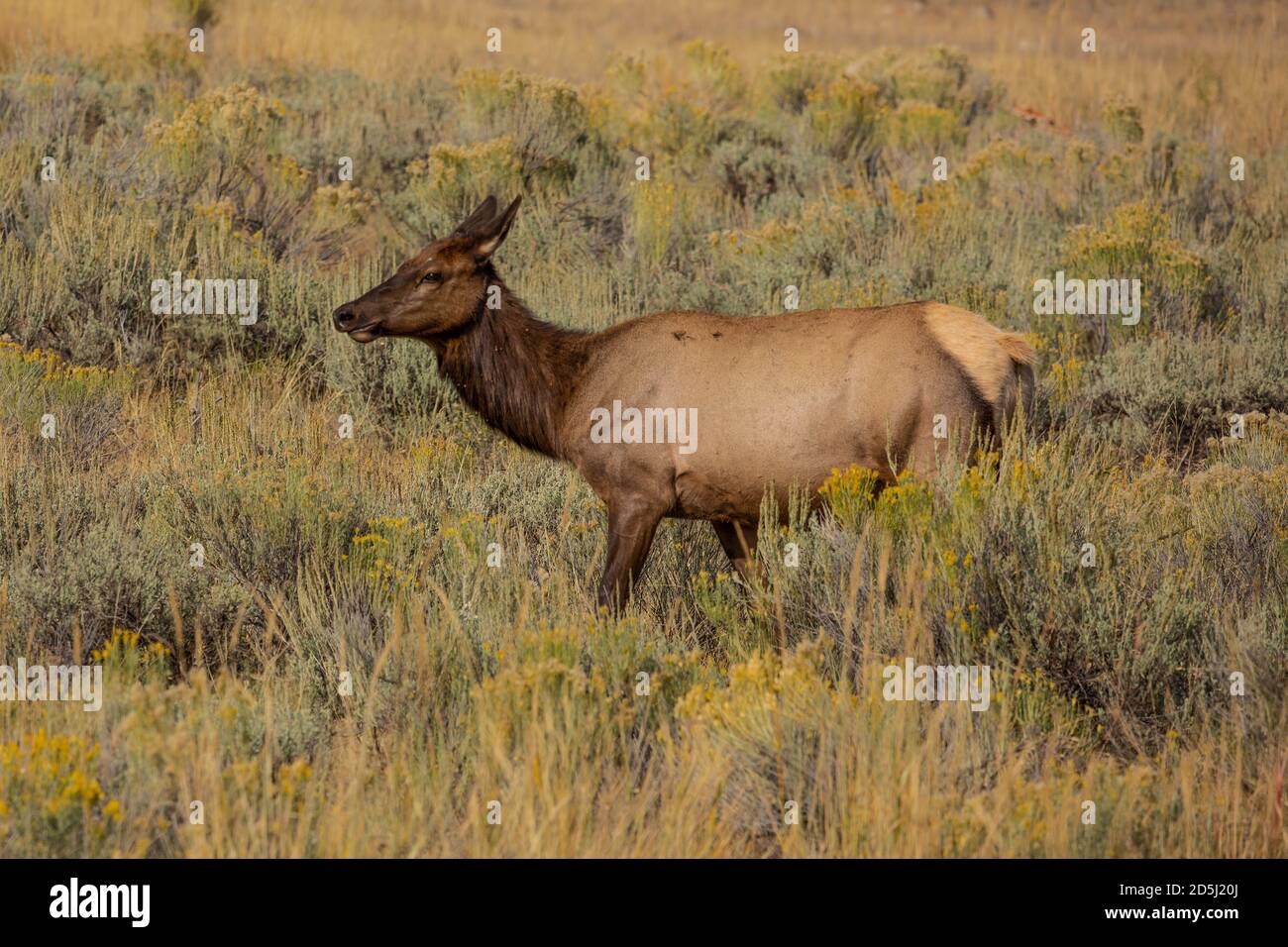 Wapiti ou wapiti cervus canadensis Banque de photographies et d’images ...