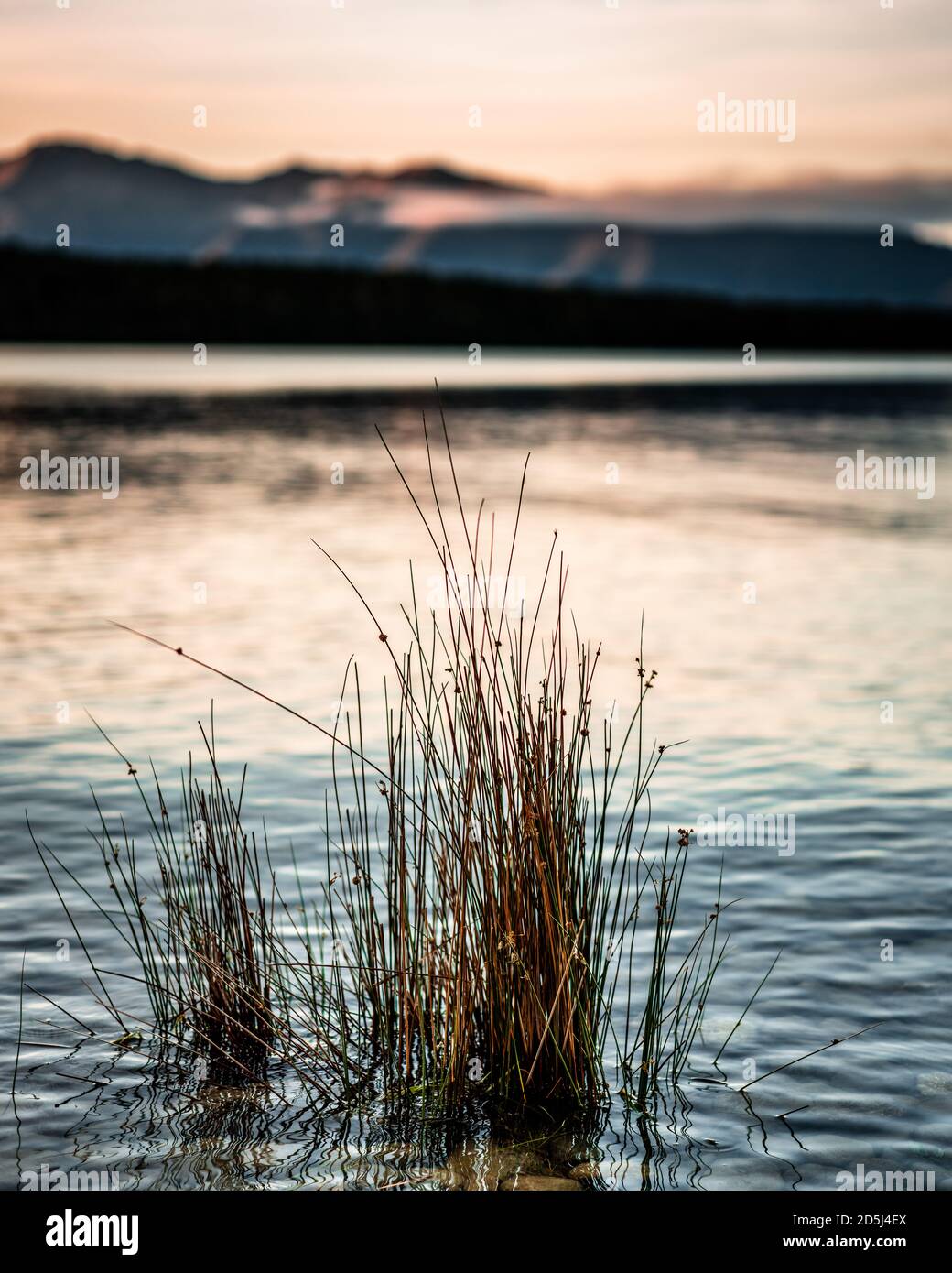 Faune Canadienne Banque d'image et photos - Alamy