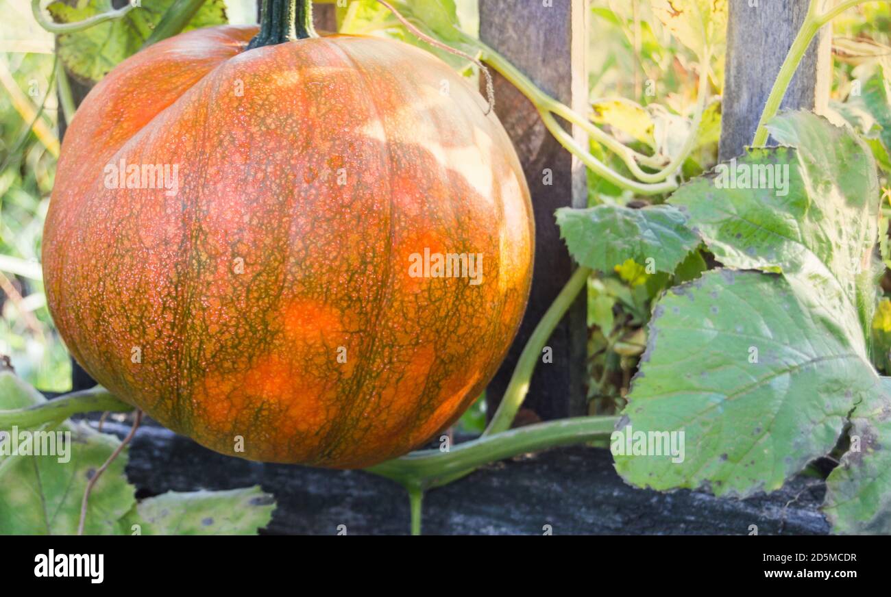 Grand potiron orange sur un lit dans l'herbe, sur le fond d'une vieille ...