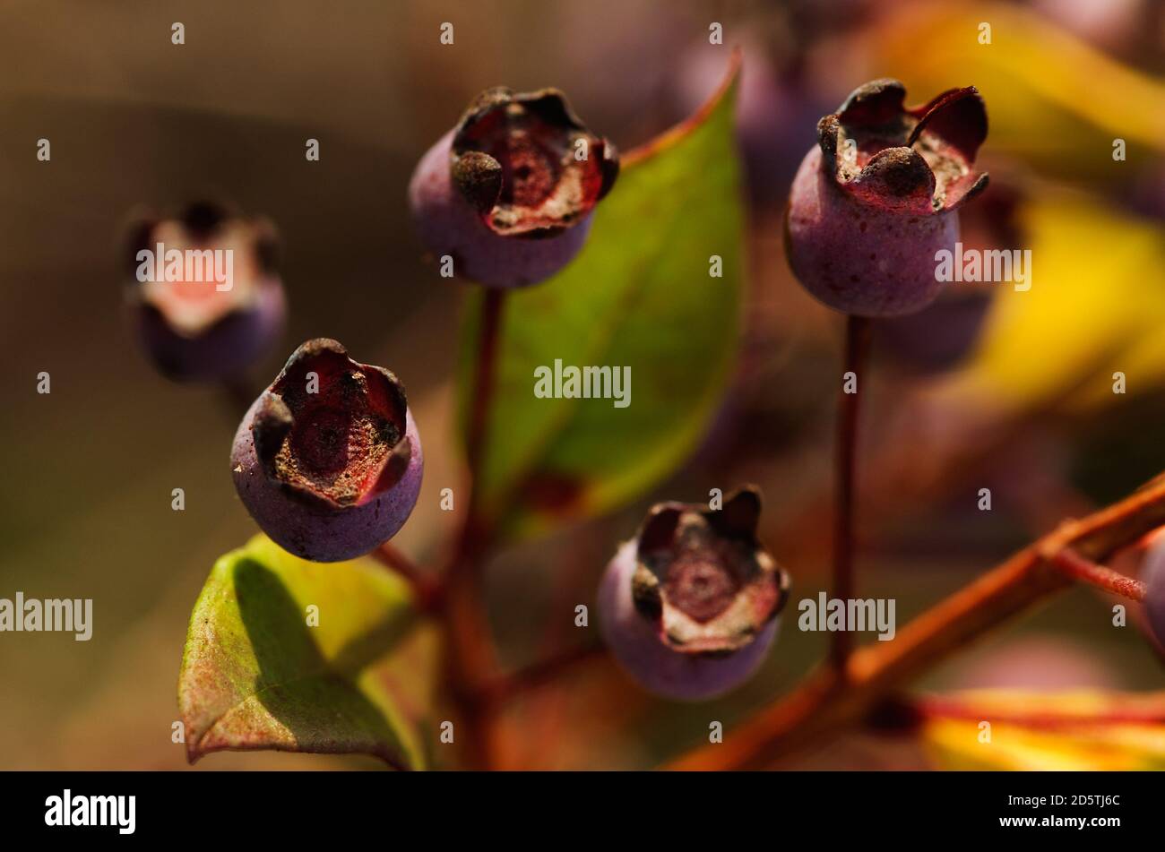 Fruits violets Banque de photographies et d’images à haute résolution ...