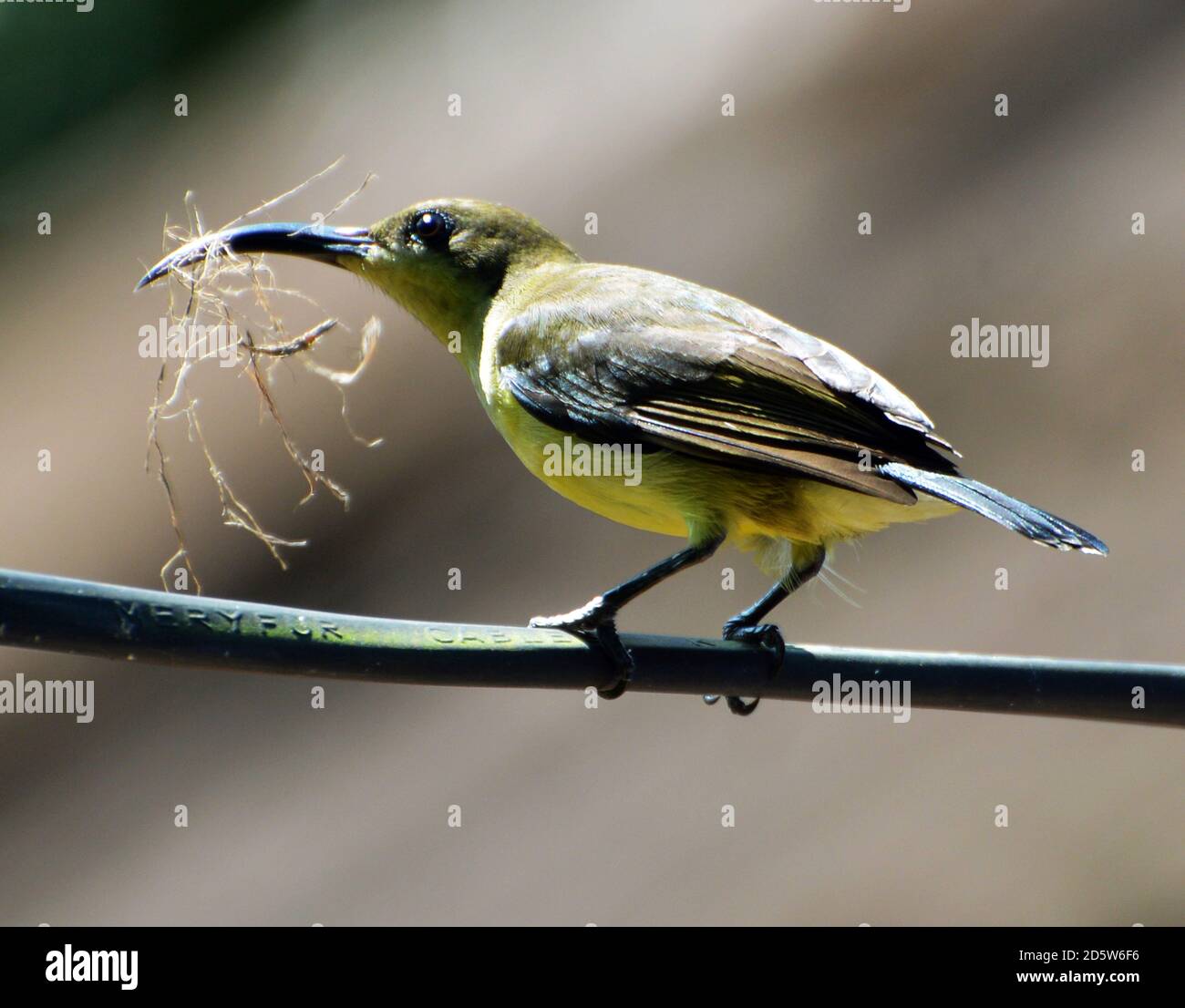Oiseau soleil lotens femelle Banque de photographies et d’images à haute résolution - Alamy