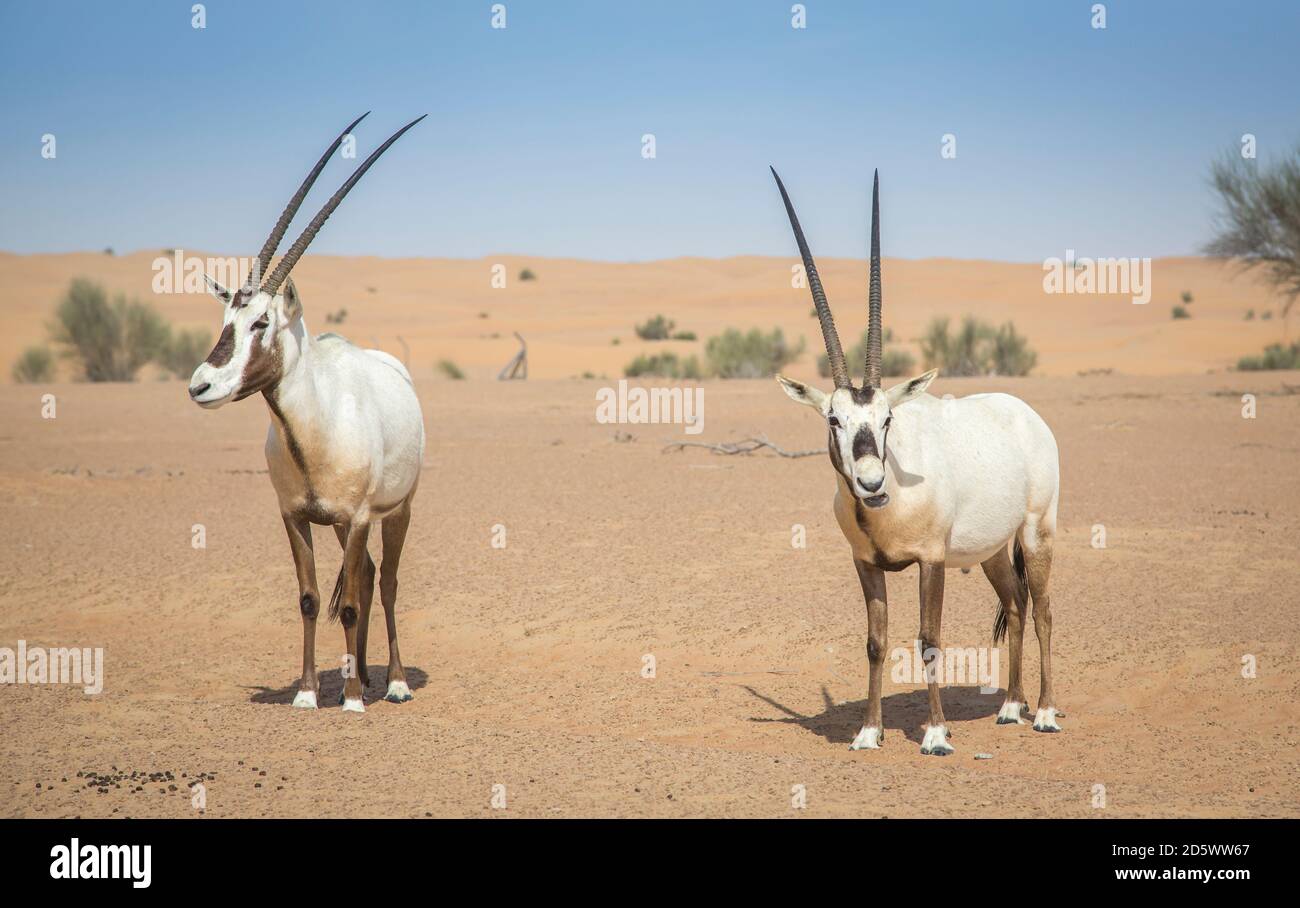Conservation de l'oryx arabe Banque de photographies et d’images à haute résolution - Alamy