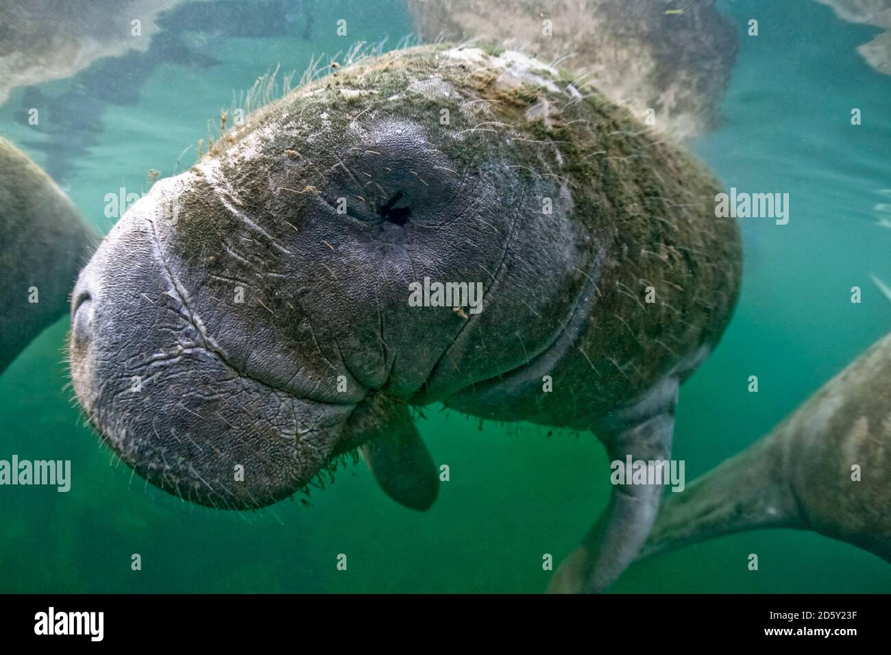 Lamantin antillais Banque de photographies et d’images à haute ...