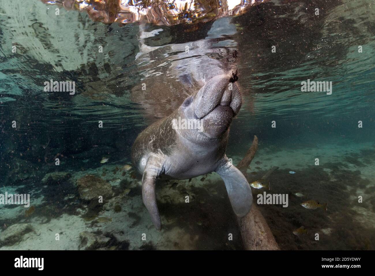 Lamantin antillais Banque de photographies et d’images à haute ...