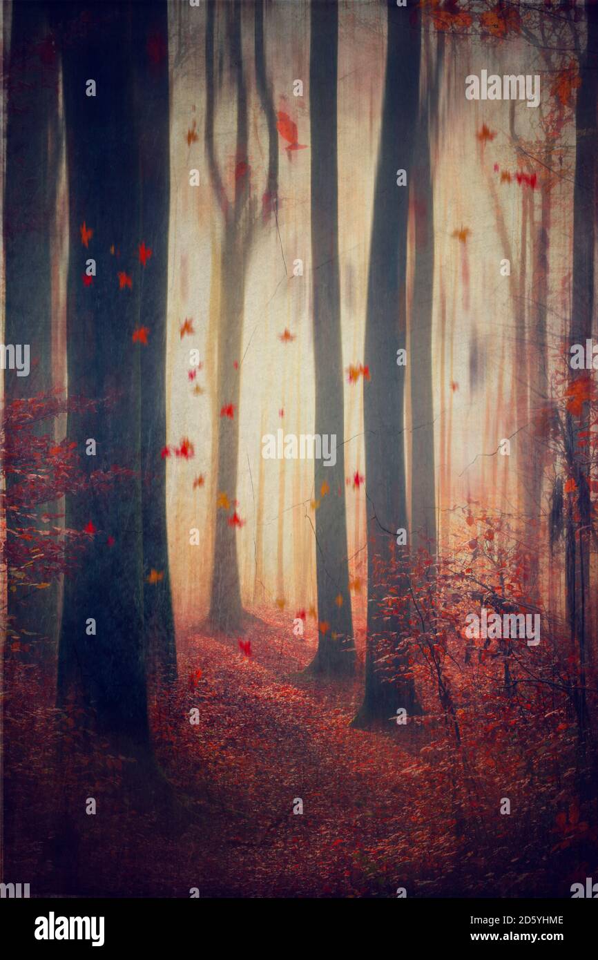 Tomber des feuilles Banque de photographies et d’images à haute ...