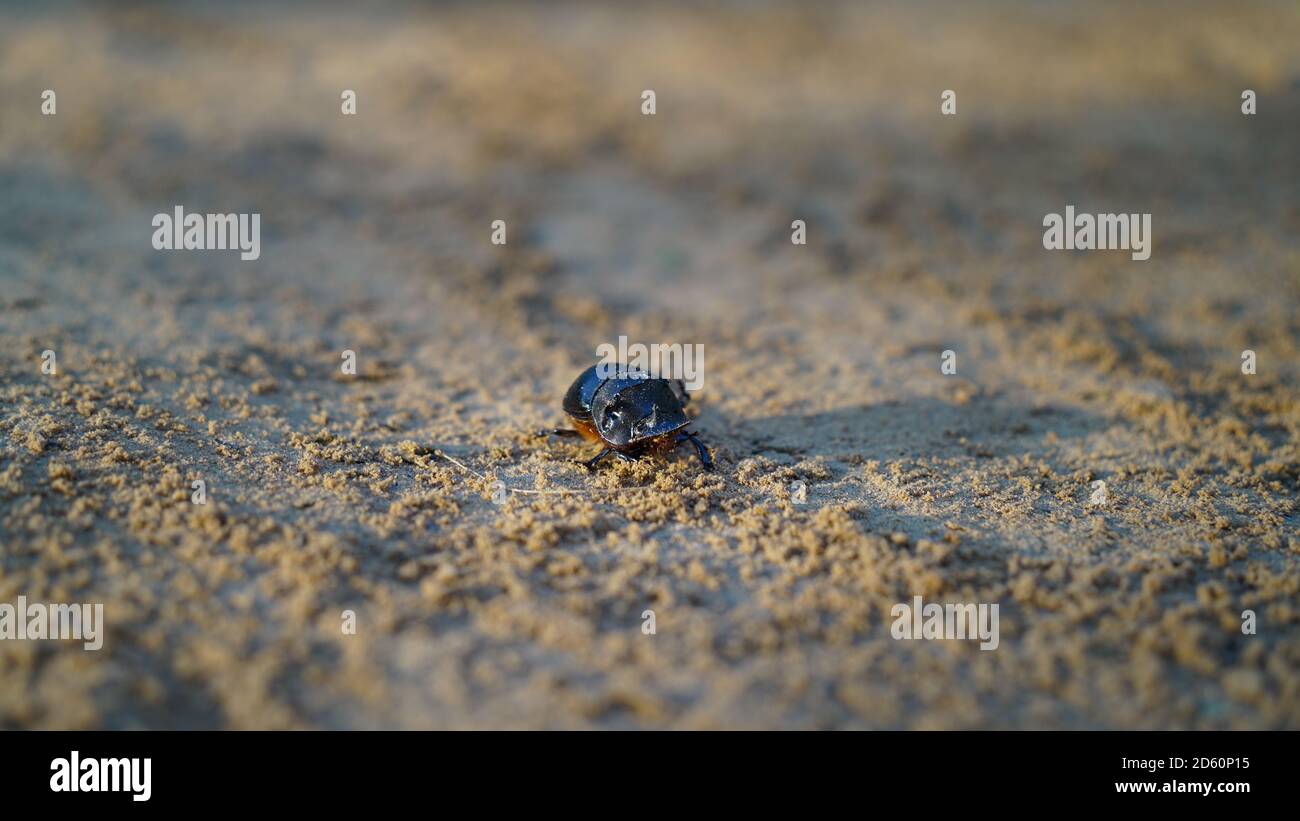 Insecte noir Banque de photographies et d’images à haute résolution - Alamy