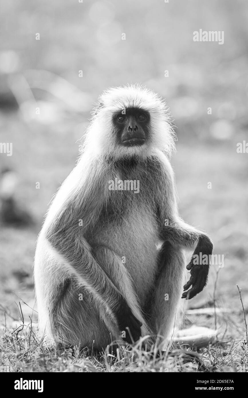 Visage De Singe En Noir Et Blanc Banque d'image et photos - Alamy