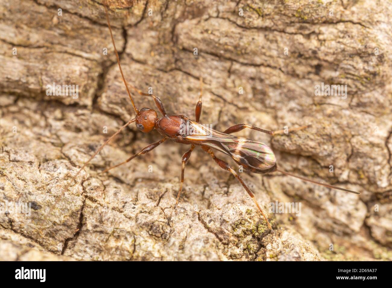 Braconid wasp Banque de photographies et d’images à haute résolution ...