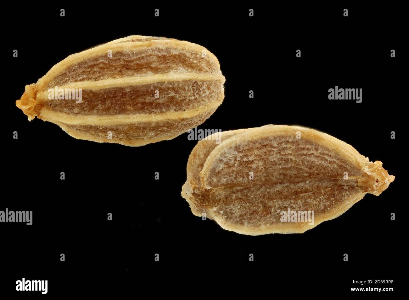 Conium maculatum fruit Banque de photographies et d’images à haute ...