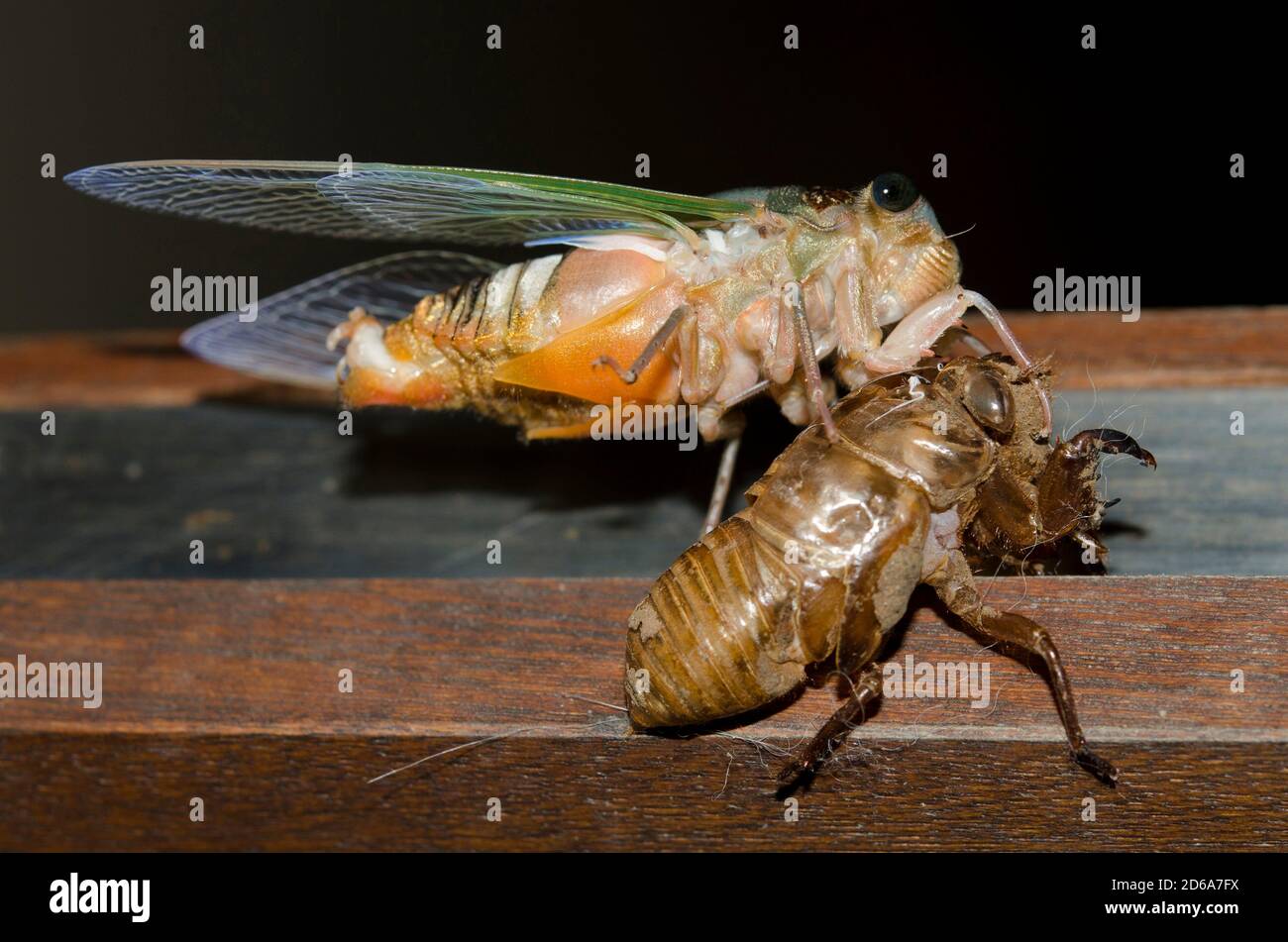 Exosquelette Animal Banque d'image et photos - Page 2 - Alamy