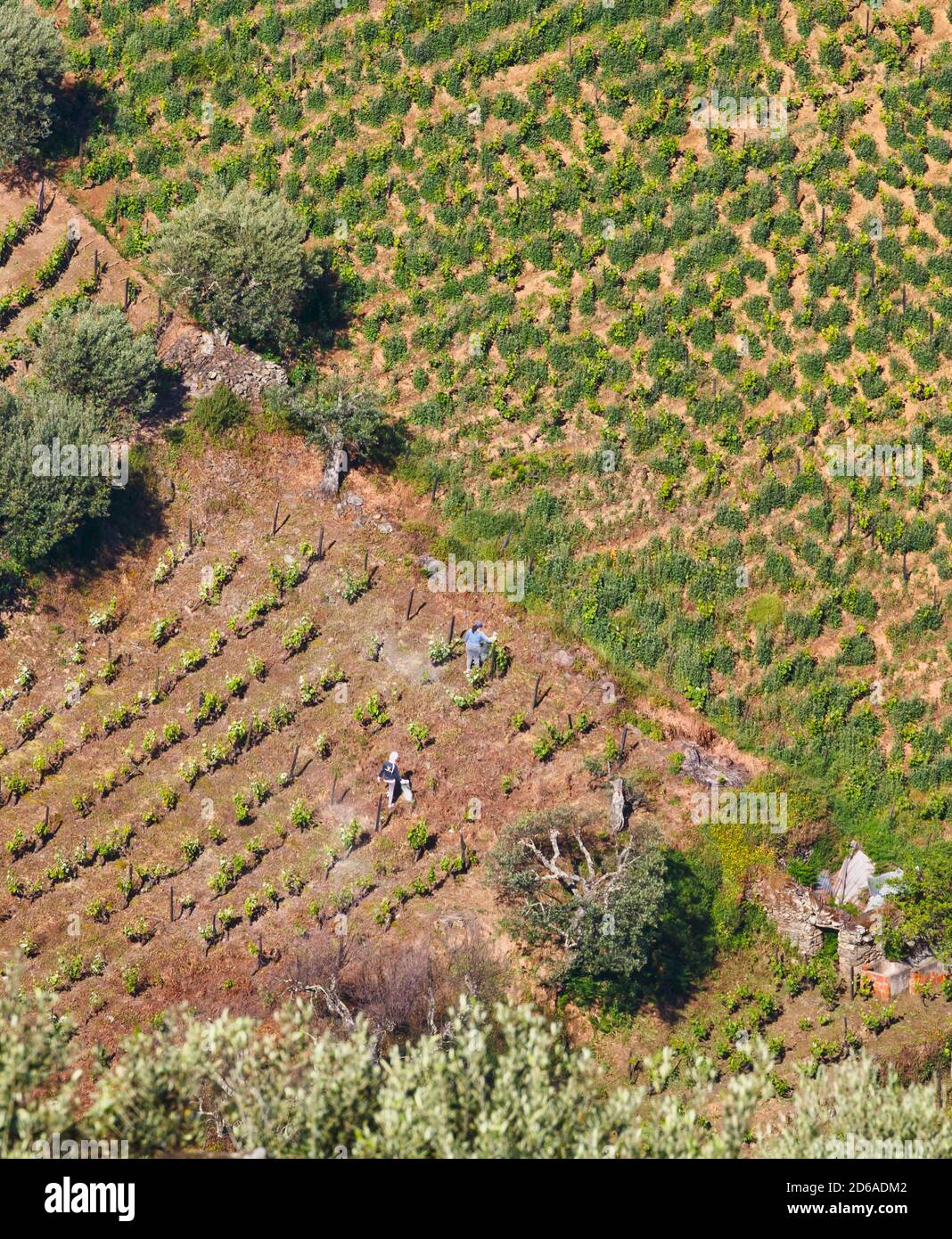 Vignoble en terrasses sur le da Banque de photographies et d’images à ...