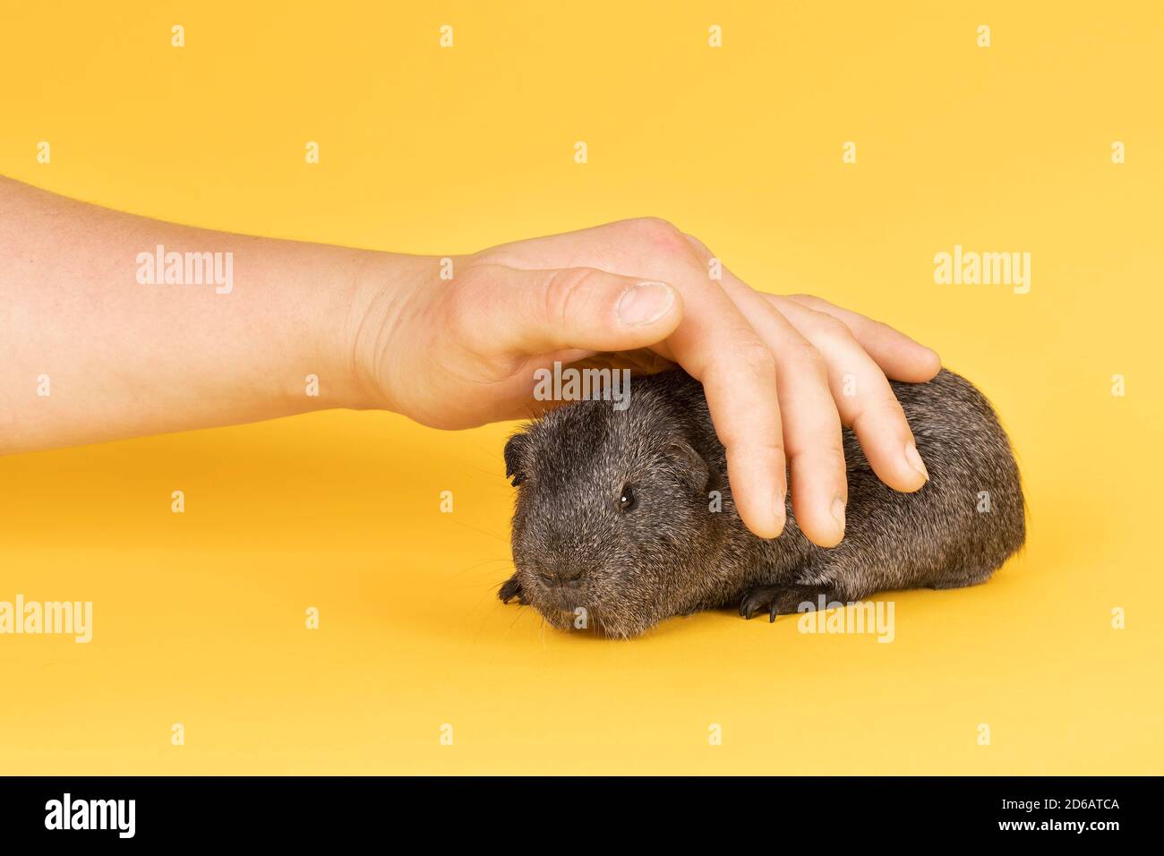 Cobaye humain Banque de photographies et d’images à haute résolution ...