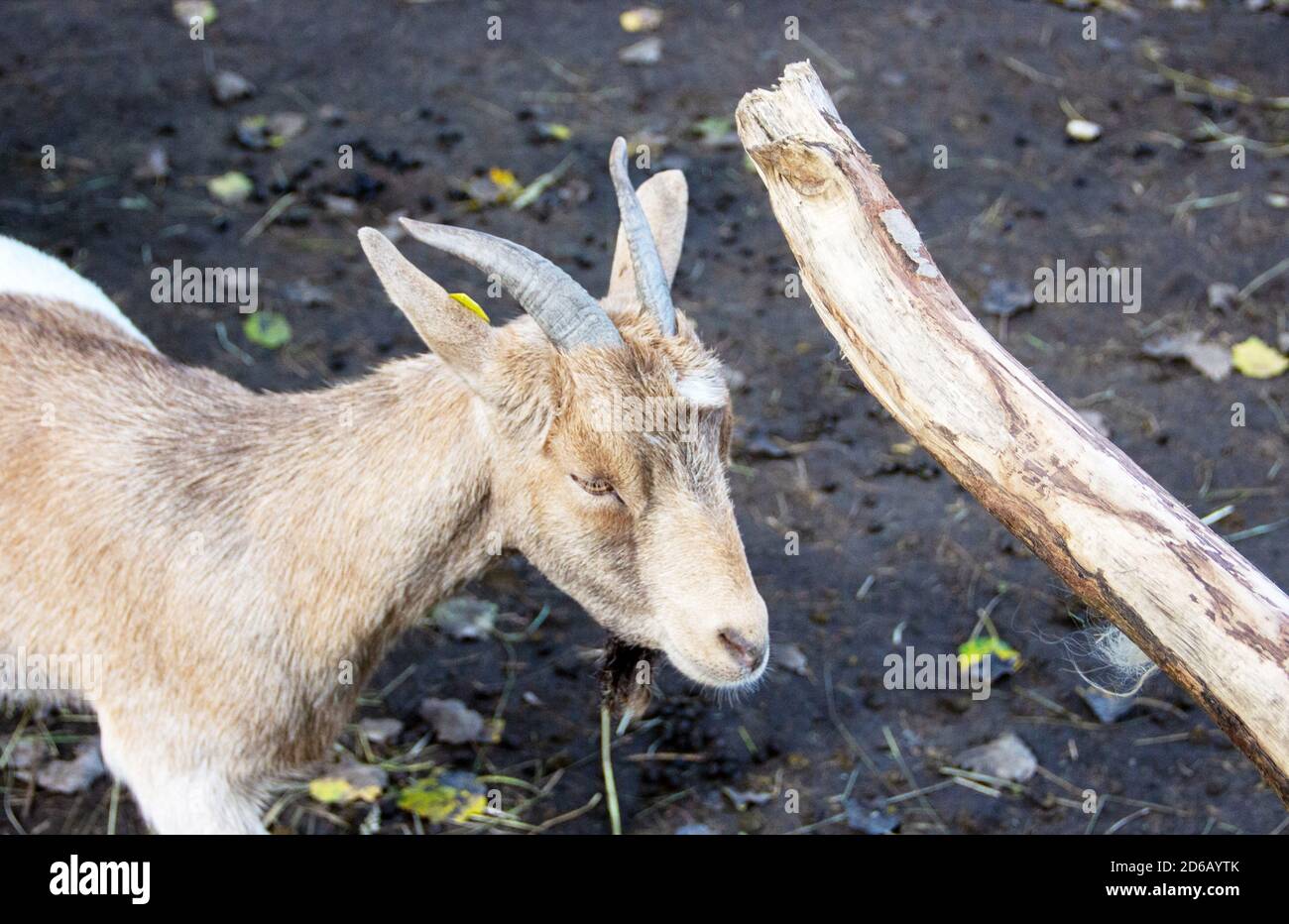 Goat breed Banque de photographies et d’images à haute résolution - Alamy